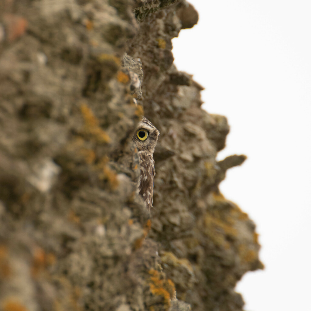 Little Owl from 7780 Castro Verde, Portugal on May 17, 2023 at 06:43 PM ...