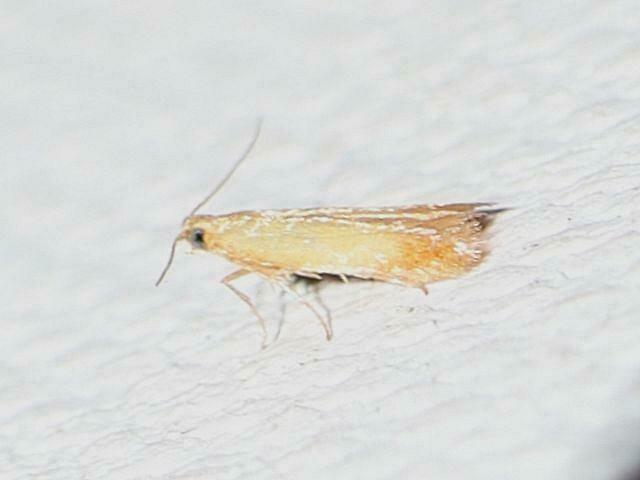 The Golden Sweeper in May 2023 by privatenoaccess. Probably this ...