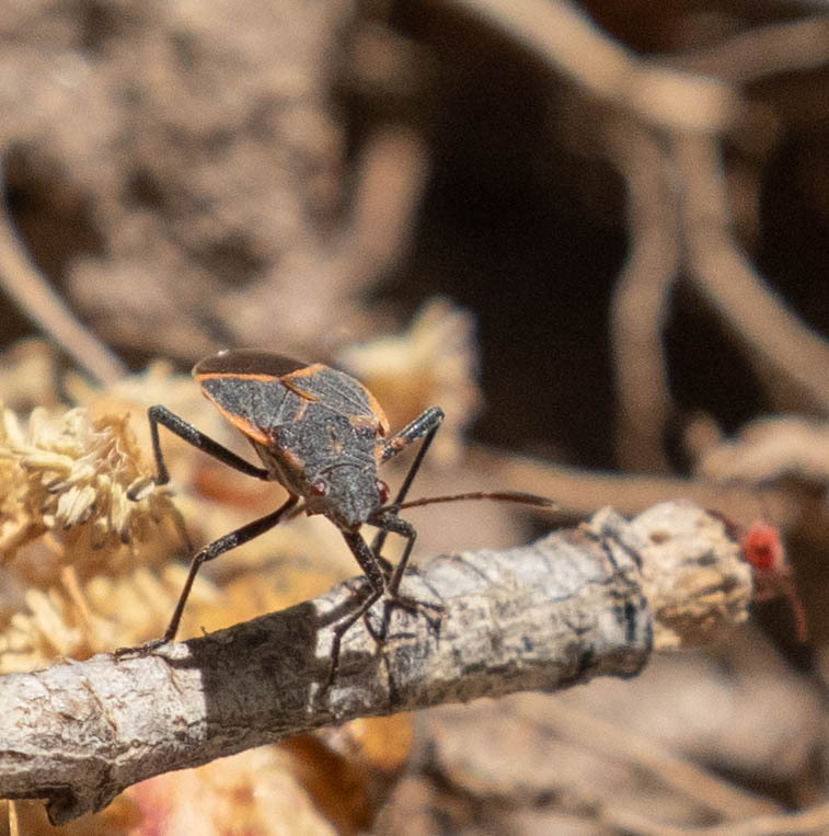 Eastern Boxelder Bug from Grant County, NM, USA on April 17, 2023 at 11 ...