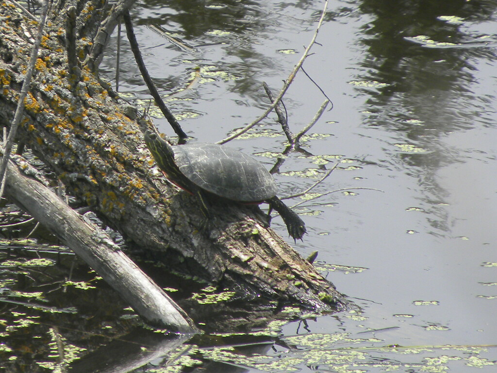 Painted Turtle from Loup County, NE, USA on May 17, 2023 at 01:33 PM by ...