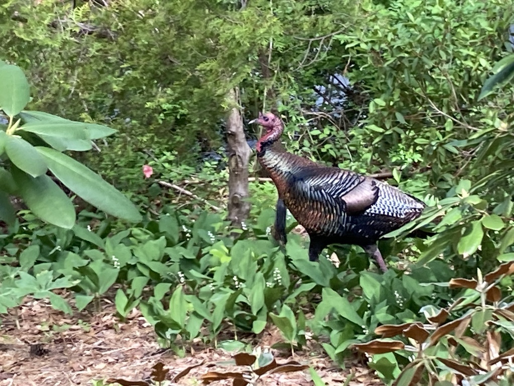 Wild Turkey from Sippewissett Rd, Falmouth, MA, US on May 17, 2023 at ...