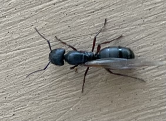 Hercules Carpenter Ant from Sitka Sound, Sitka, AK, US on May 17, 2023 ...