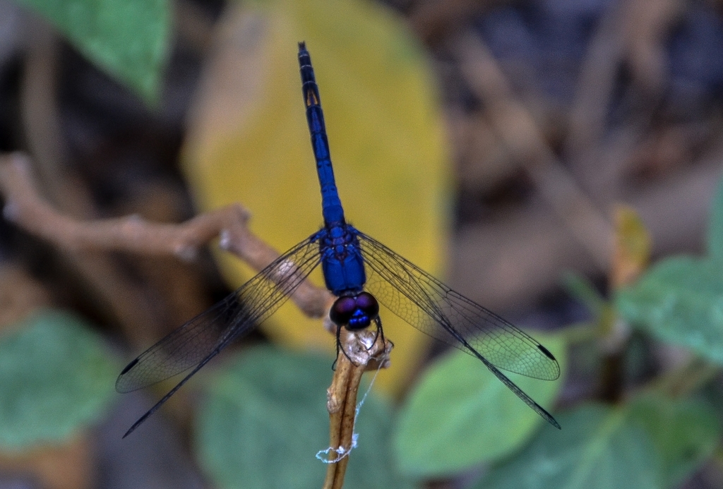 Indigo Dropwing from Sari, Com, Lautem, Timor-Leste on November 12 ...