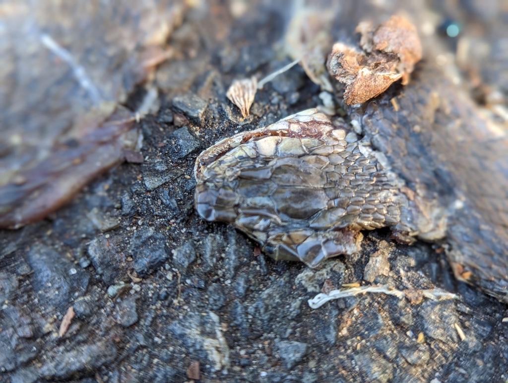 Common keelback from Thornlands QLD 4164, Australia on May 18, 2023 at ...