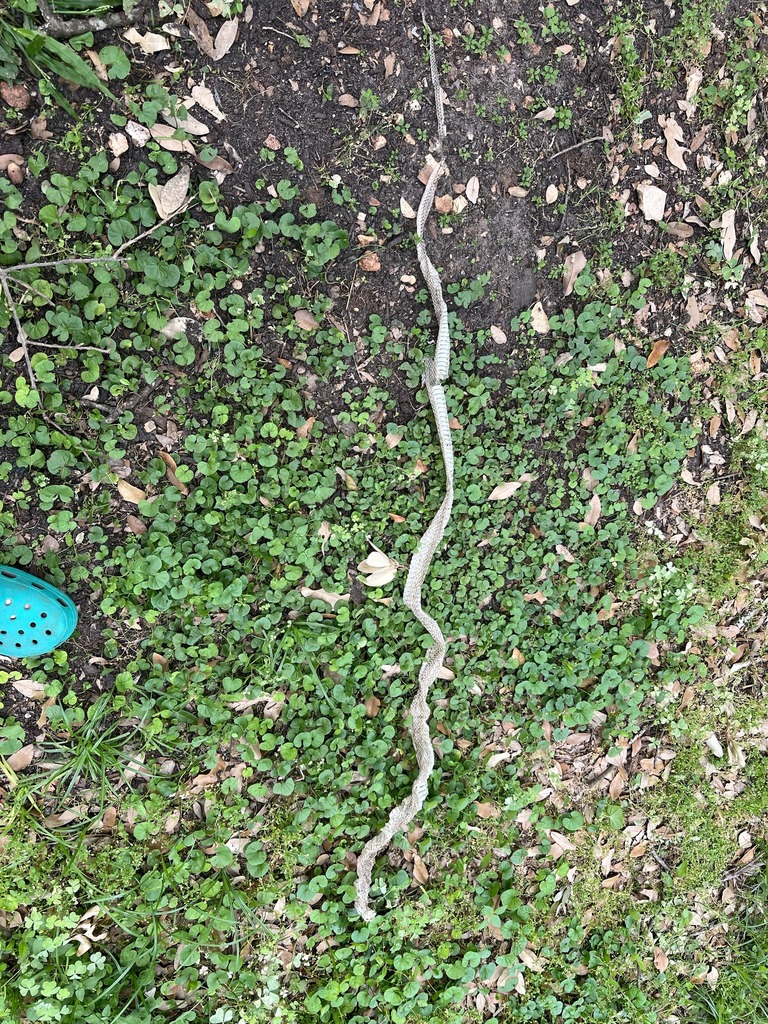 Colubrid Snakes from Shady Hollow, TX, USA on May 7, 2023 at 05:09 PM ...