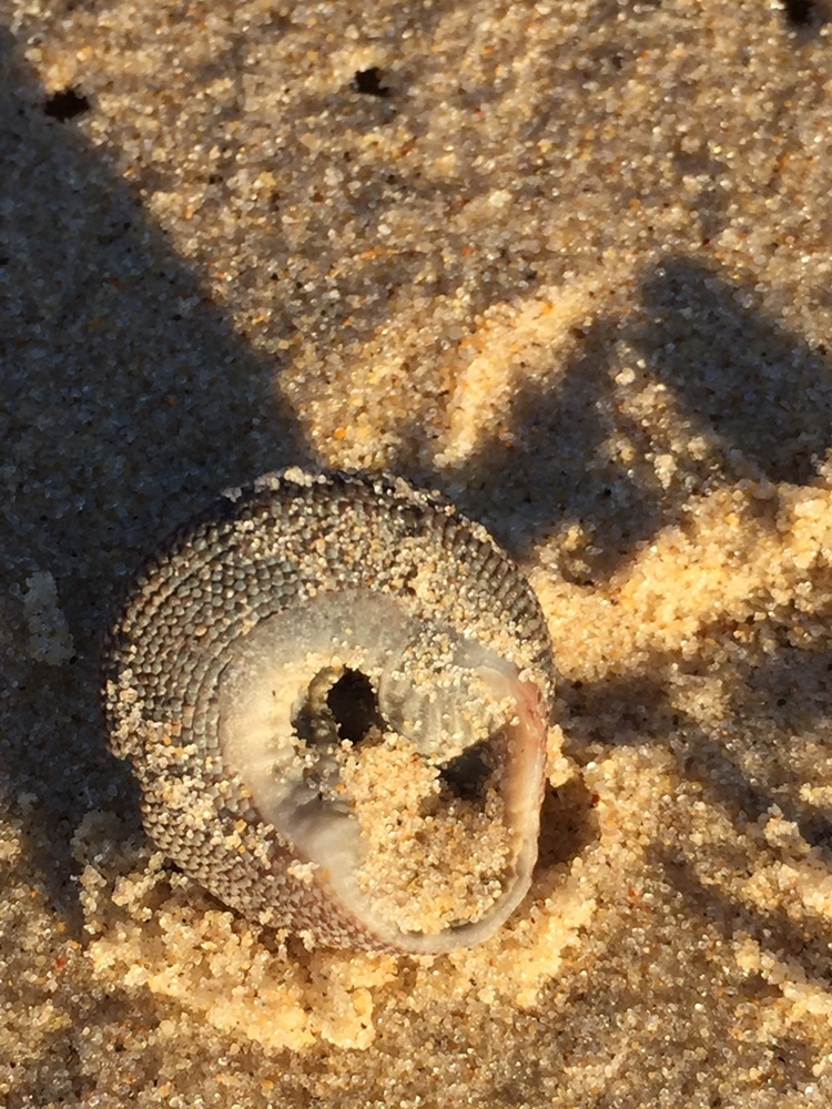 Clanculus maugeri from Urunga, NSW, AU on May 18, 2023 at 07:16 AM by ...