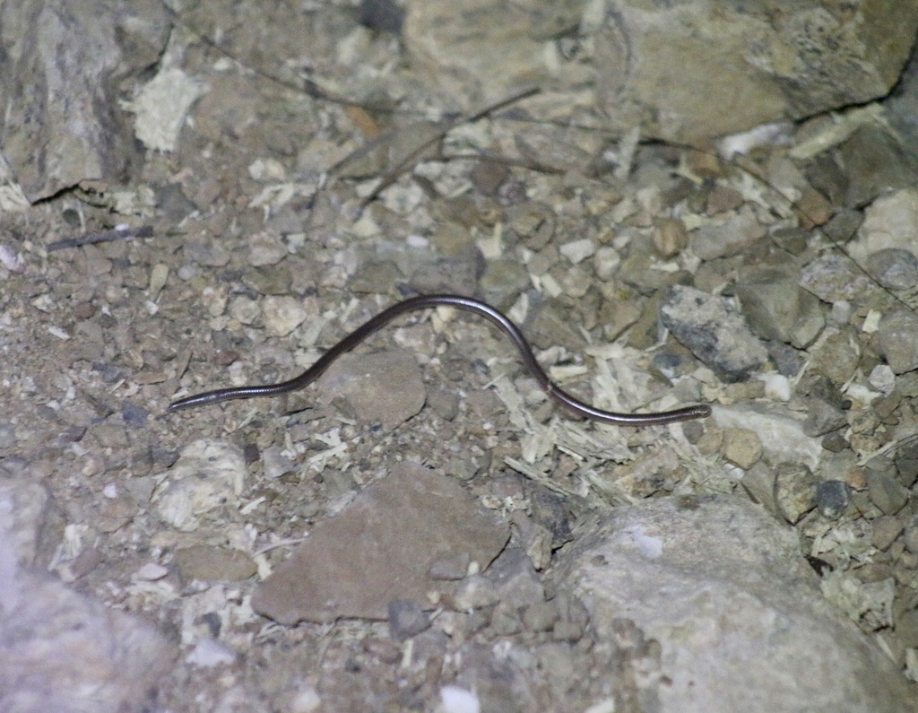 Western Threadsnake from Saguaro National Park, Tucson, AZ, US on May ...
