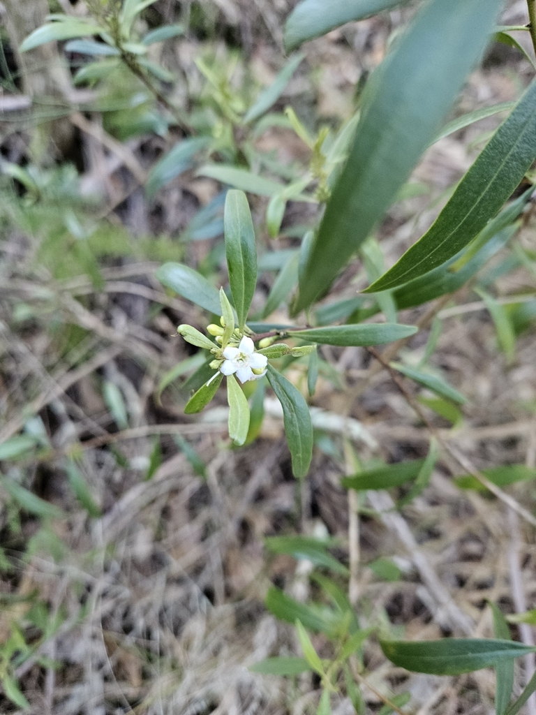 Boobialla from Munruben QLD 4125, Australia on May 18, 2023 at 07:42 AM ...