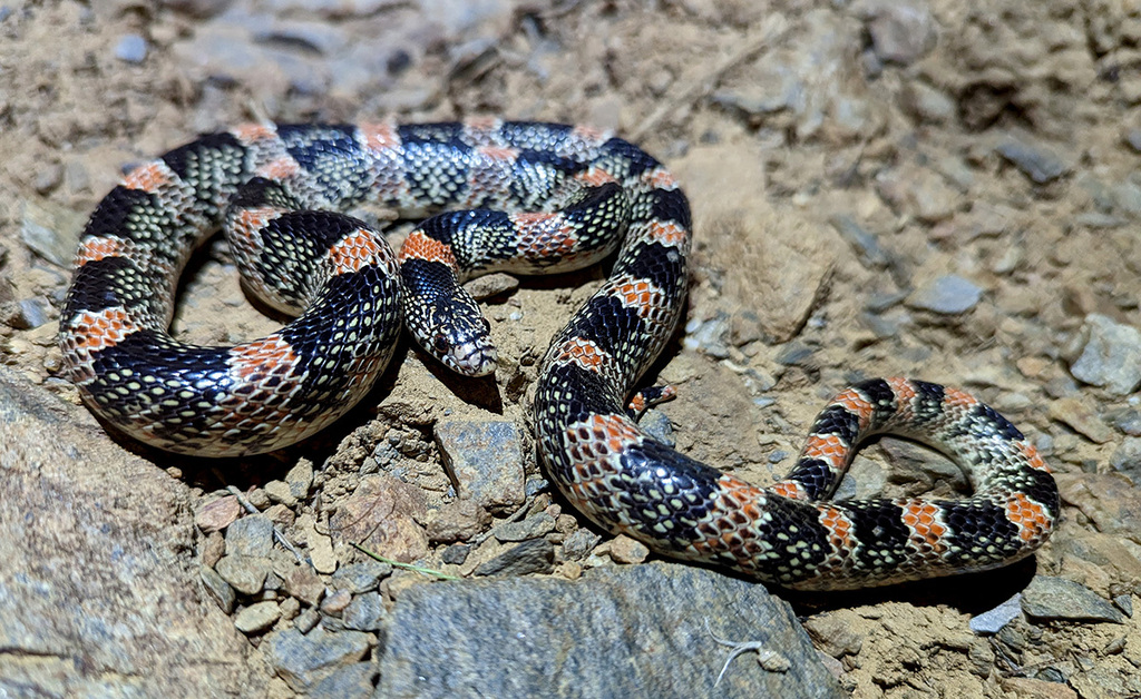 Long-nosed Snake from Kern County, CA, USA on May 15, 2023 at 04:09 PM ...