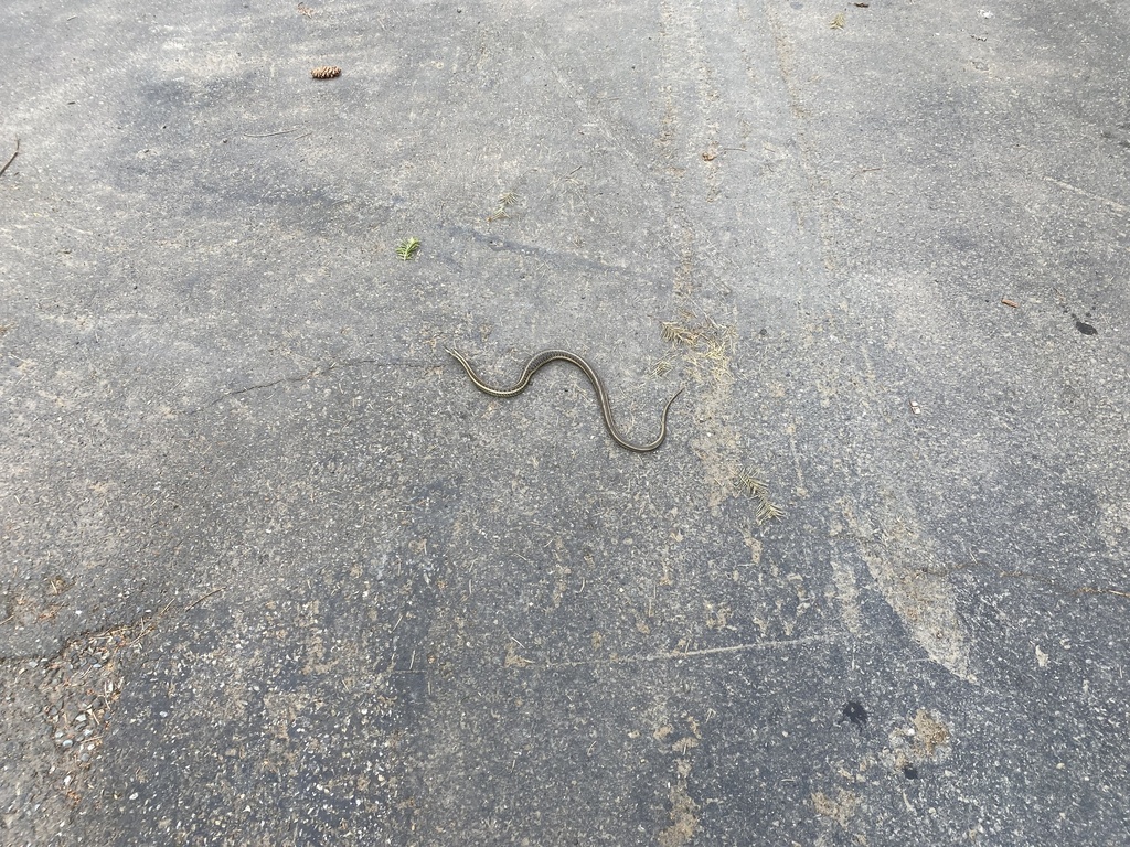 Northwestern Garter Snake from Olympic National Park, Hoodsport, WA, US ...