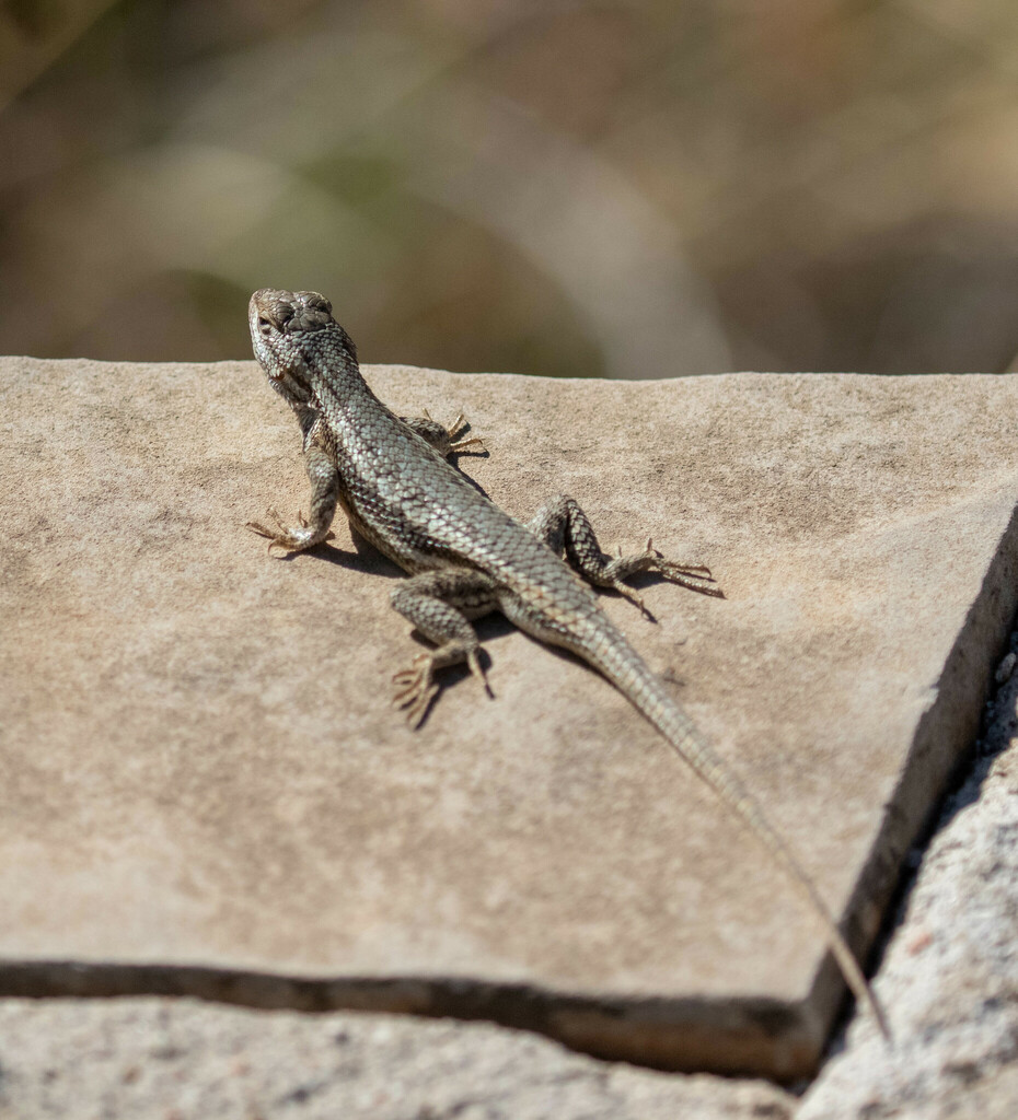 Southwestern Fence Lizard from Culberson County, TX, USA on April 20 ...