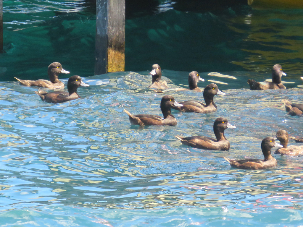 New Zealand Scaup from Queenstown, New Zealand on February 17, 2023 by ...