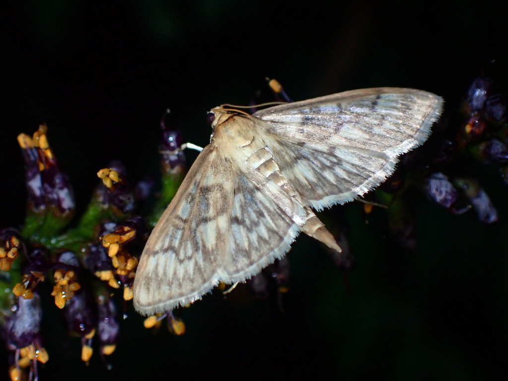 Bold-feathered Grass Moth from McDonald County, MO, USA (Mike's Creek ...