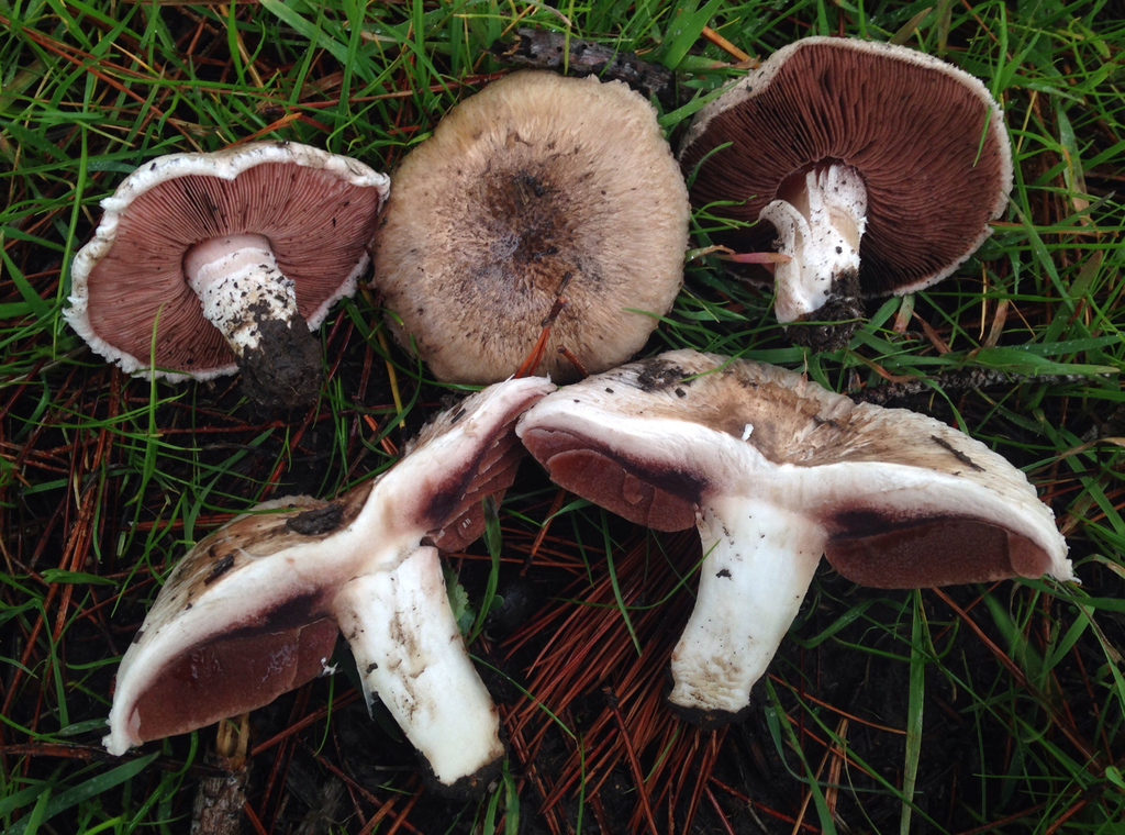Agaricus cupreobrunneus (Hongos de Baja California) · iNaturalist