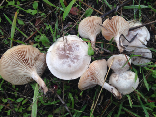 Fool's Funnel (Collybia rivulosa) · iNaturalist