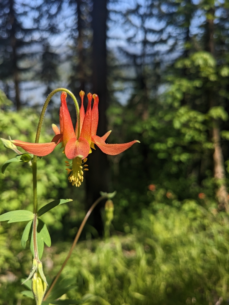 western columbine from Cascade Locks, OR 97014, USA on May 17, 2023 at ...