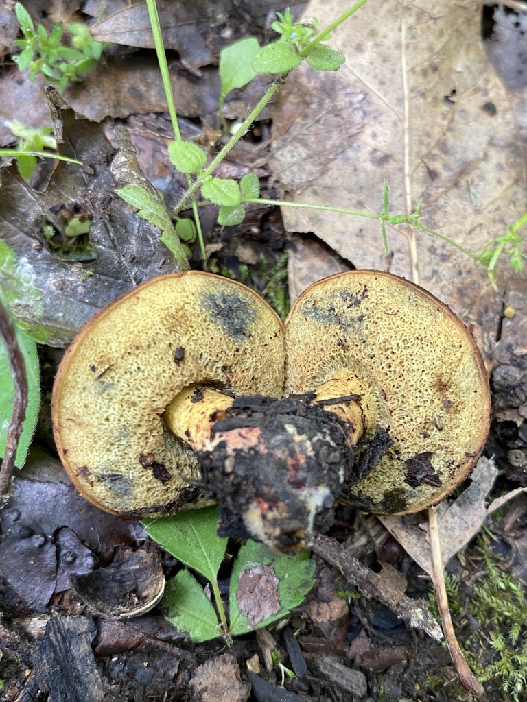 boletes in May 2023 by jim. Instant blue. · iNaturalist