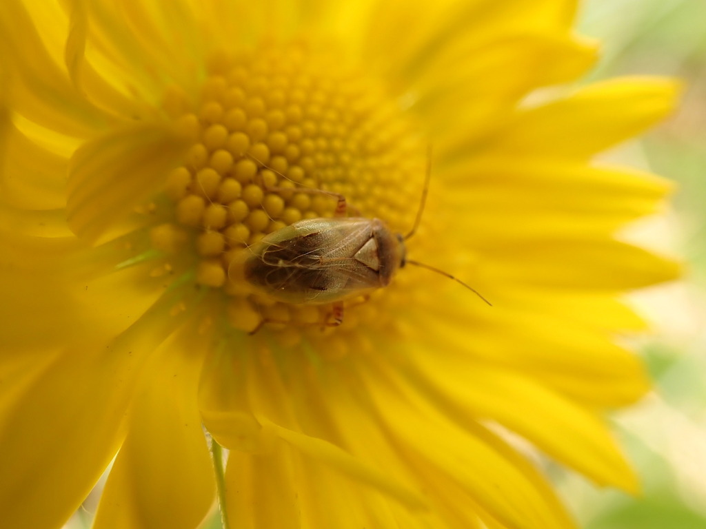 Lygus Bugs in May 2023 by pbulman · iNaturalist