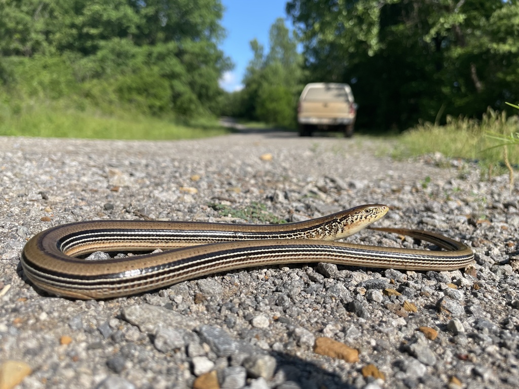 Slender Glass Lizard in May 2023 by Alex Harman · iNaturalist