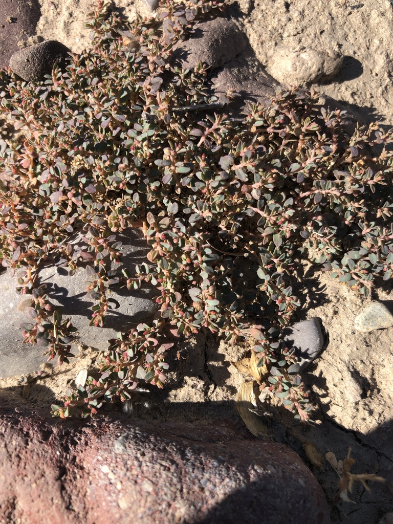 Sonoran Sandmat from Big Bend National Park, Brewster County, US-TX, US ...