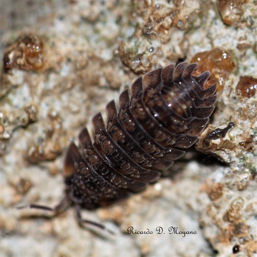 Genus Neotroponiscus · iNaturalist