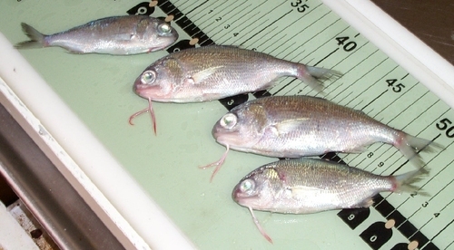 Genus Polymixia · iNaturalist