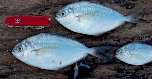 Butterfish (A Guide To North Carolina's Marine Life.) · iNaturalist