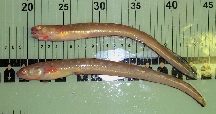 Fawn Cusk-eel (Lepophidium profundorum) - Marine Life Identification