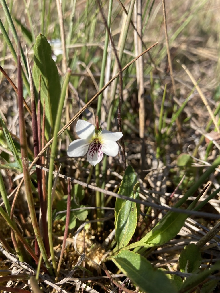 white bog violet from Blue Meadow Rd, Belchertown, MA, US on May 17 ...