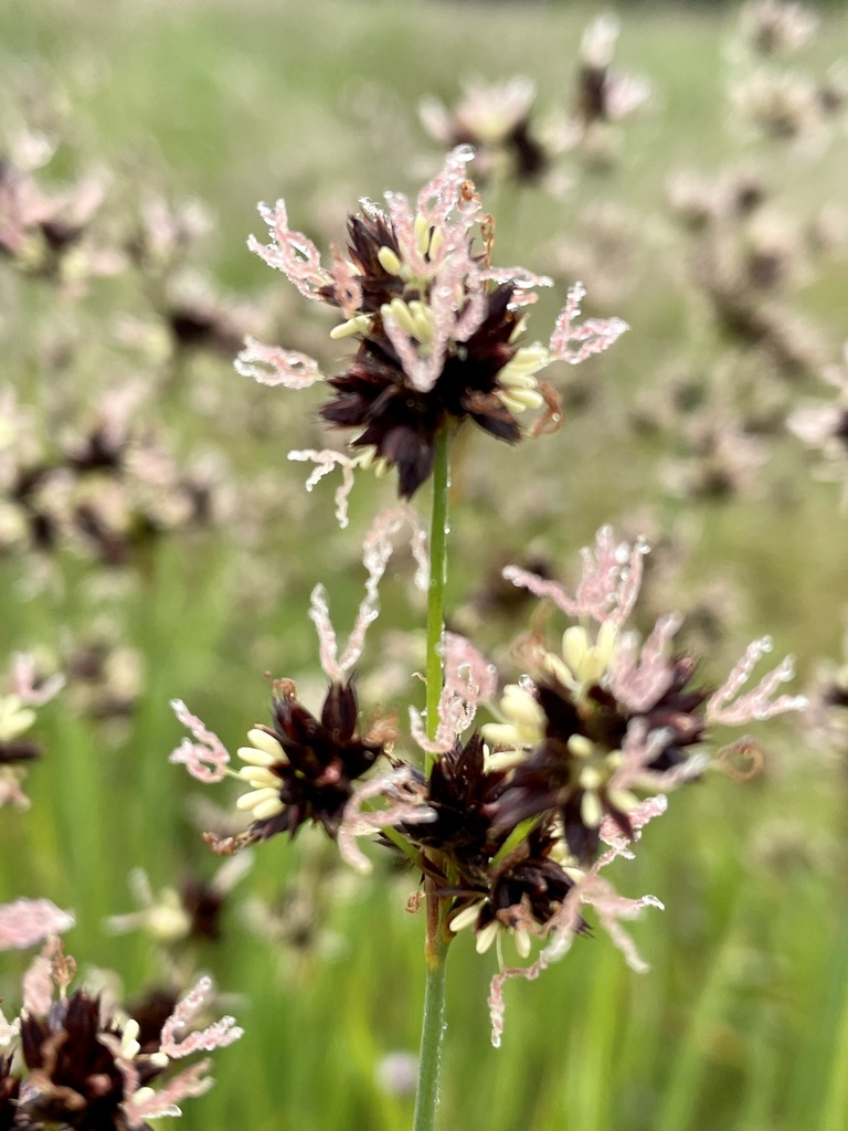 Brown-headed Rush from Fort Ord National Monument, Salinas, CA, US on ...