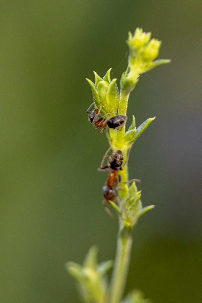 Western Velvety Tree Ant from Mariposa, California, United States on ...