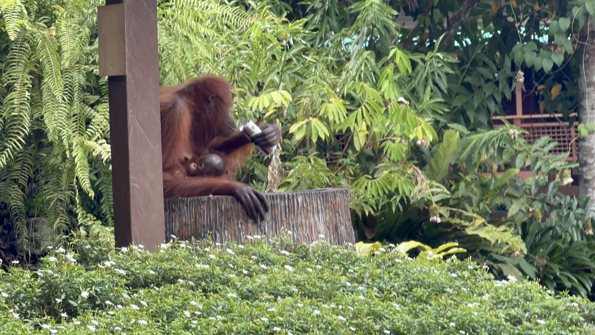 Pongo pygmaeus (Linnaeus, 1760)