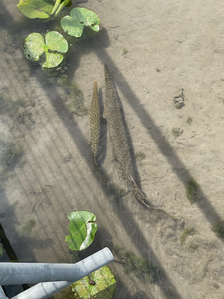 Spotted Gar from Texas State University, San Marcos, TX, US on May 16 ...