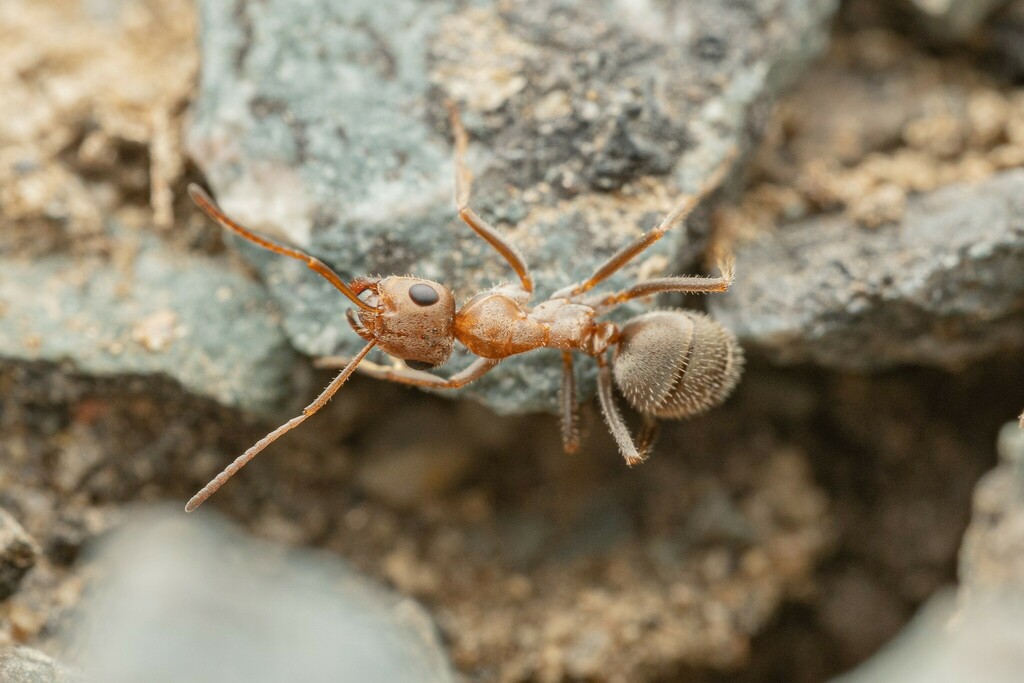Francoeur's Field Ant from San Diego County, CA, USA on May 14, 2023 at ...
