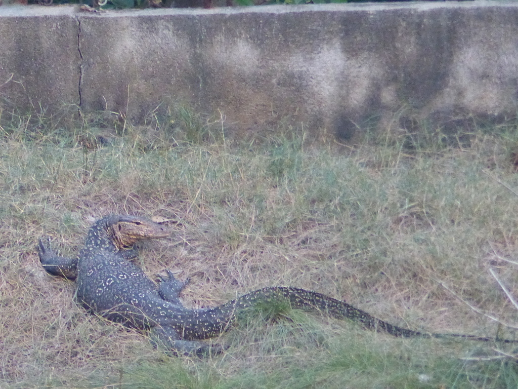 Southeast Asian Water Monitor from Sundarban NP, West Bengal 743370 ...