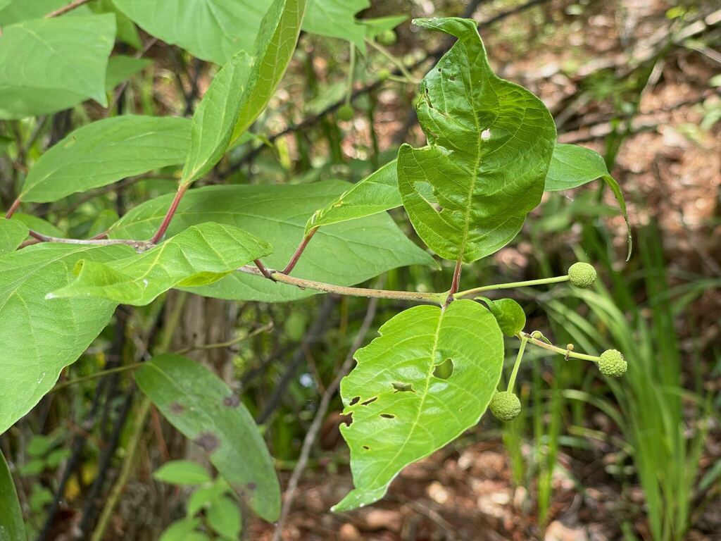 buttonbush from Pearl River County, MS, USA on May 17, 2023 at 11:09 AM ...