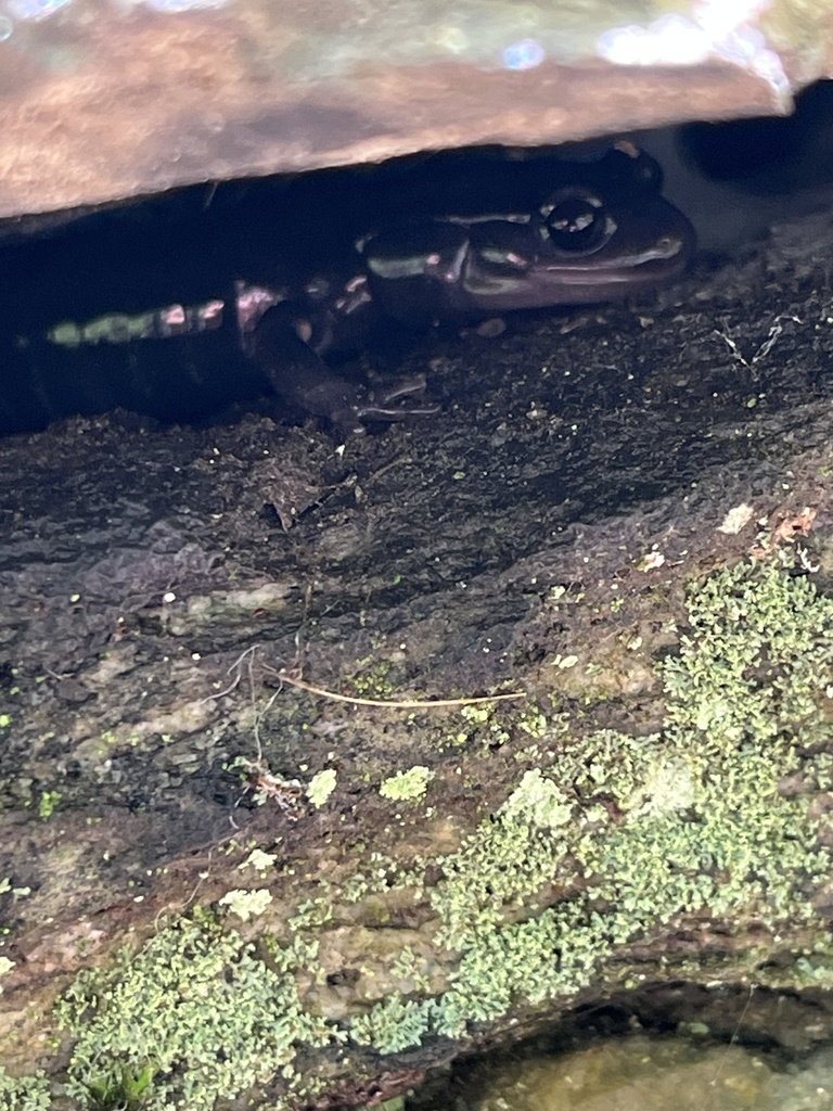 Southern Gray-cheeked Salamander from Fairview, NC, US on May 17, 2023 ...