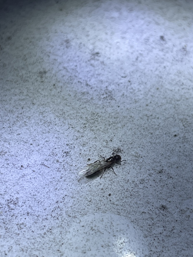 Common Gate-keeper Ant from Hawthorne, FL, US on May 17, 2023 at 09:29 ...