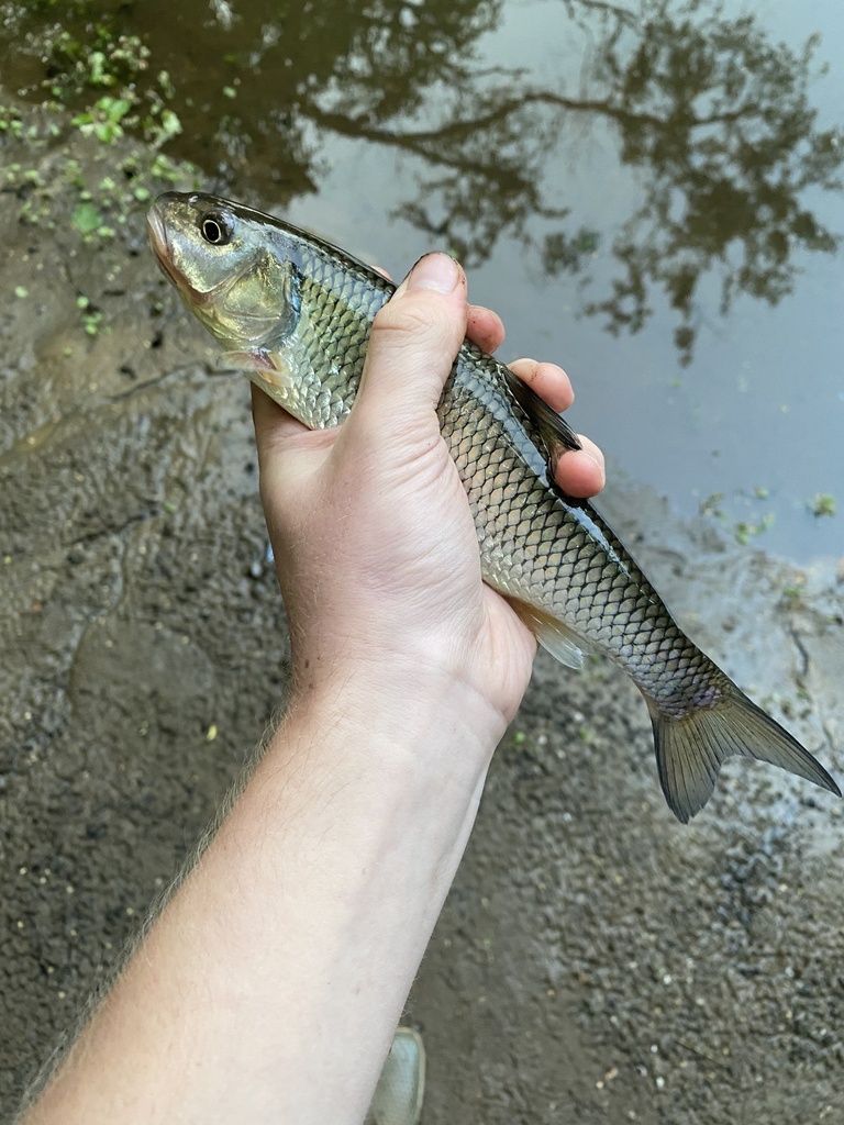 Fallfish from Greensboro, MD, US on May 17, 2023 at 07:43 PM by ...