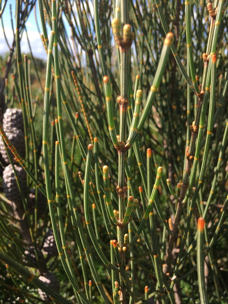 Scrub Sheoak from South Pacific Heathland Reserve, Ulladulla, NSW, AU ...