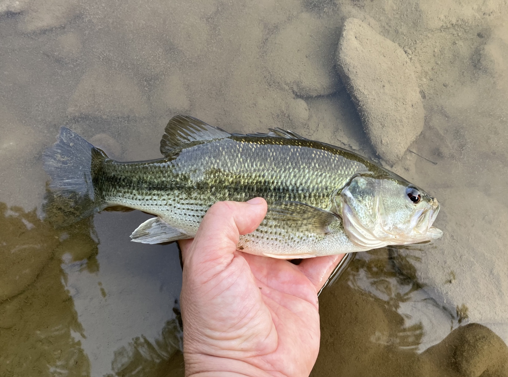 Micropterus punctulatus (Rafinesque, 1819)