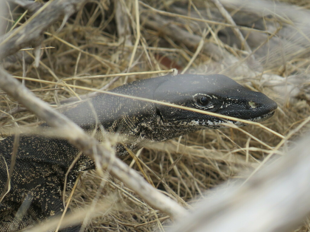 Southern Heath Monitor from American Beach SA 5222, Australia on March ...
