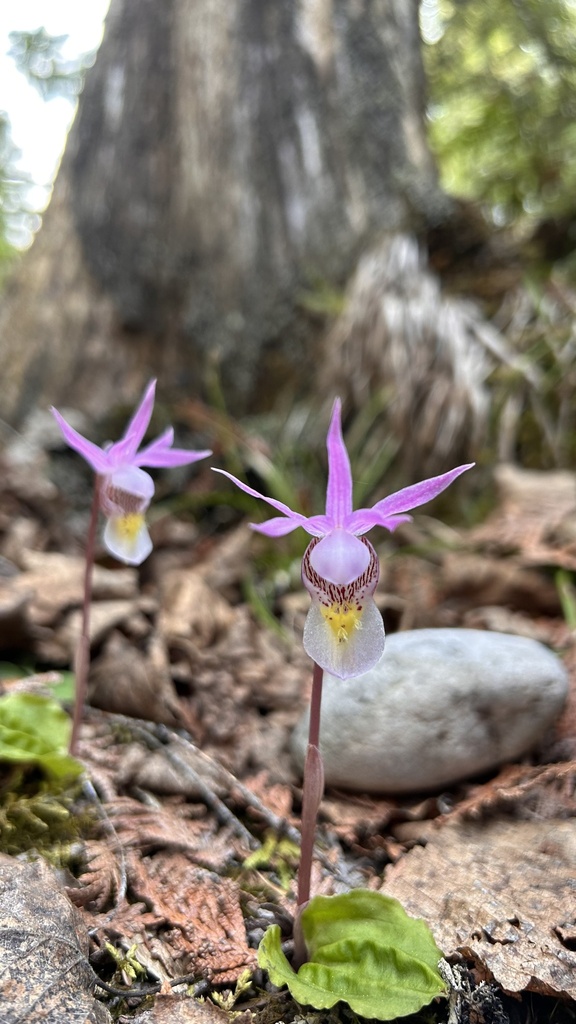 Eastern Fairy-slipper in May 2023 by mssamanthajones · iNaturalist