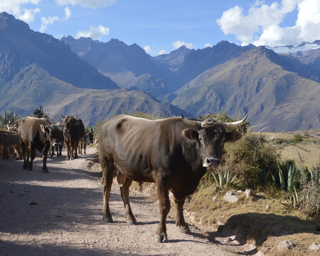 Domestic Cattle from Peru on June 4, 2016 at 02:18 AM by nancyblaze33 ...