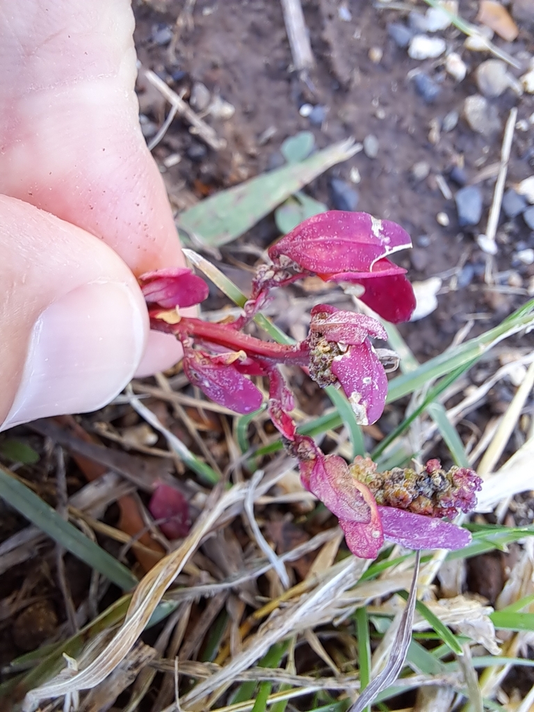 Dicots from 4188 Gwydir Highway, Elsmore NSW 2360, Australia on May 18 ...