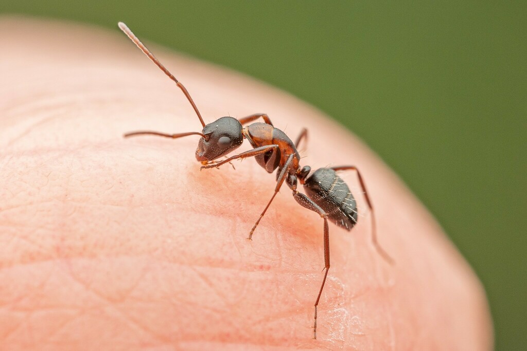 Camponotus anthrax from San Diego County, CA, USA on May 14, 2023 at 05 ...