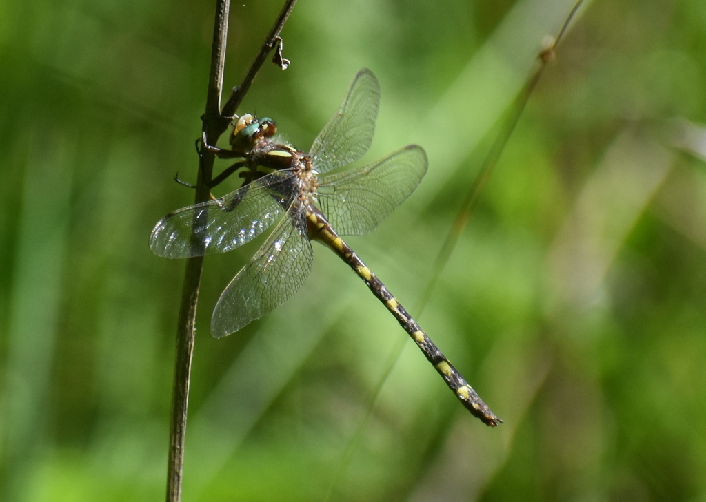 Brown Spiketail from Cheatham County, TN, USA on May 17, 2023 at 03:24 ...