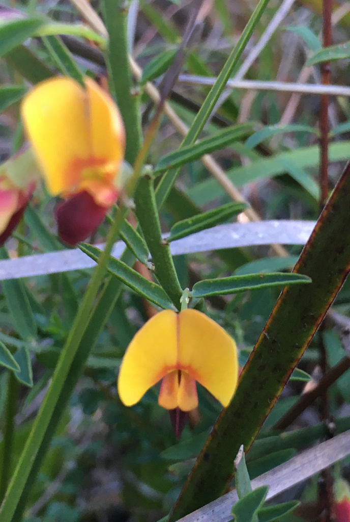 Variable Bossiaea from South Pacific Heathland Reserve, Ulladulla, NSW ...