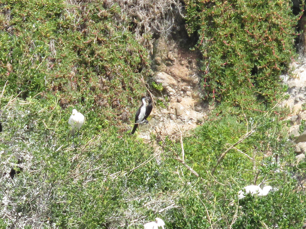 New Zealand Pied Shag from Otago Peninsula, New Zealand on February 20 ...