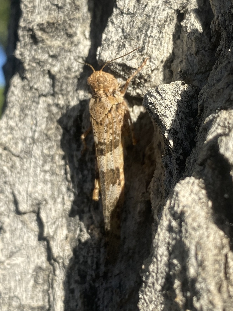 Pallid-winged Grasshopper from Sand to Snow National Monument, Morongo ...